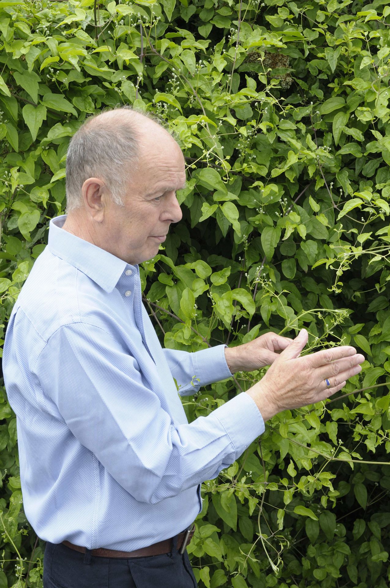 healing-herbs | Flower Essence Services