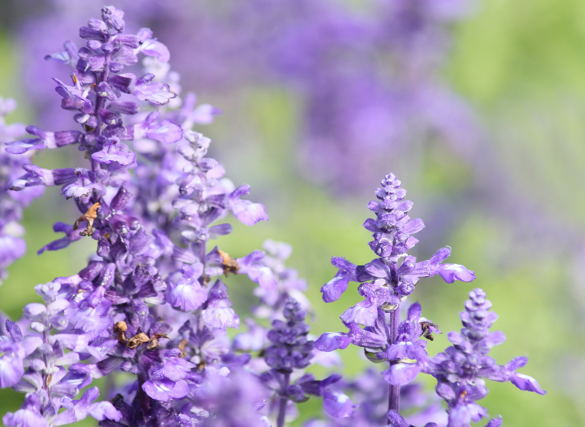 How to use flower essences | Flower Essence Services