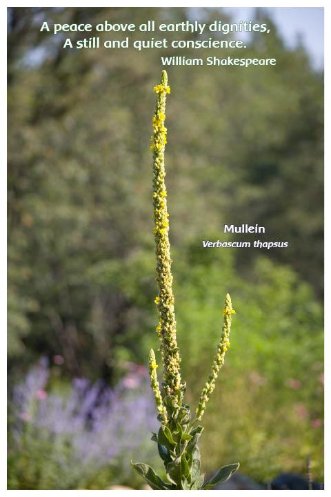 Flower Photo Print - Mullein | Flower Essence Services